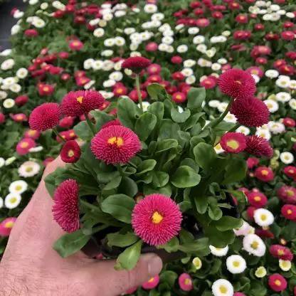 Aro Daisy Seed Price in India - Buy Aro Daisy Seed online at Flipkart.com