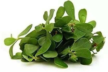 MAA Purslane, Kulfa Seed Price in India - Buy MAA Purslane, Kulfa Seed ...