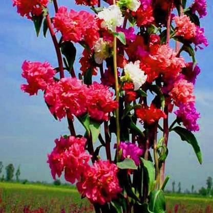 Nodoc Clarkia elegans double mix Seed Price in India - Buy Nodoc ...
