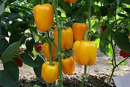 JRYU Shimla Mirch F1 Hybrid Vegetable Seed Price in India - Buy JRYU ...