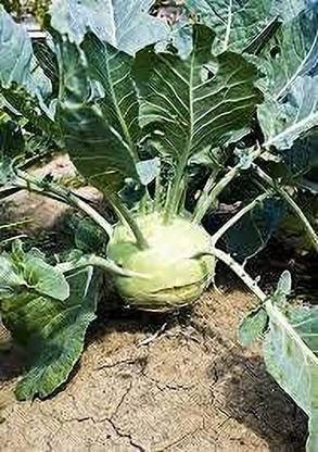 KANAYA Knol Khol Vegetable Fresh Hybrid Seed Price in India - Buy ...