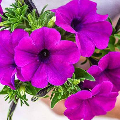 ario Petunia Star Pro Flower Mix Seed Price in India - Buy ario Petunia ...