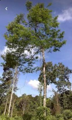 plantsworld Aquilaria malaccensis, Agallocha, Agar, Agarwood Tree Seed ...