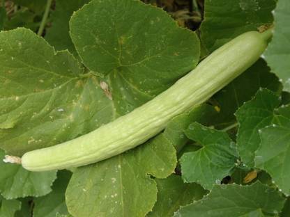 CYBEXIS GUA-49 - Desi Kakri Long Melon Kakdi - (450 Seeds) Seed Price ...