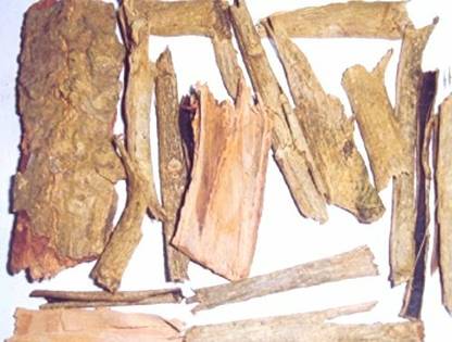 Urancia Padhal Podal Patala Fragrant Padri Tree Stereospermum ...