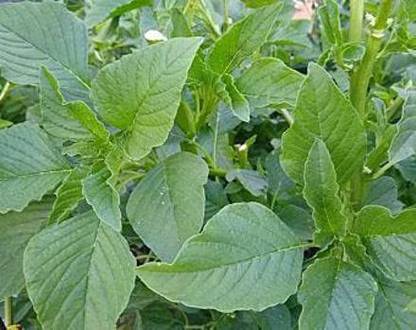 KANAYA Amaranth Seeds (Green Saag) Cholai Seed Price in India - Buy ...
