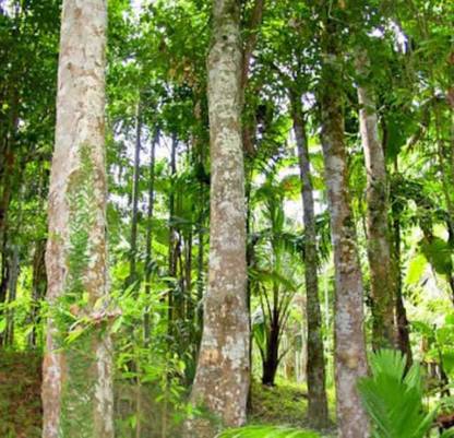 Pioneer Natural Oudh, Oodh, Agil, Xasi (সাঁচি) Tree Seed Price in India ...