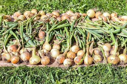 KANAYA Onion Red Kanda Vegetable Seed Price in India - Buy KANAYA Onion ...