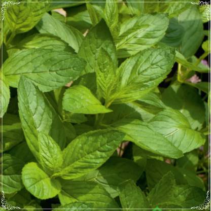 FOURGANIC Peppermint Seed, Aromatic, Natural Seed Price in India - Buy ...