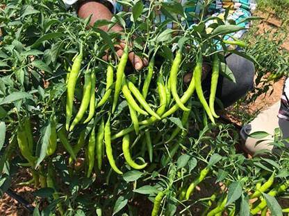 KANAYA Chilli Mirchi Seed Price in India - Buy KANAYA Chilli Mirchi ...