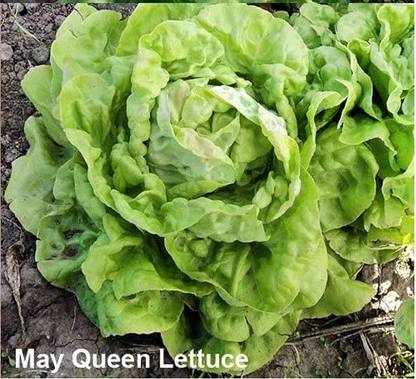CYBEXIS May Queen Lettuce Seeds-500 Seeds Seed Price in India - Buy ...