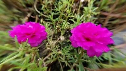 Aro Portulaca Seed Price in India - Buy Aro Portulaca Seed online at ...