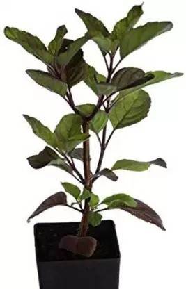 Aro Holy Basil, Tulsi, Tulasi Seed Price in India - Buy Aro Holy Basil ...