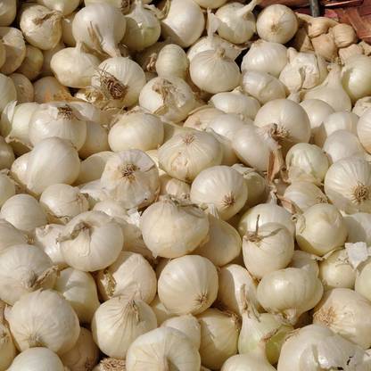 VibeX ® XXL-642 Onion Seeds - Eclipse L303 Allium cepa Seed Price in ...