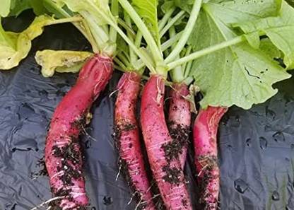 MAA Radish Red, Muli Seed Price in India - Buy MAA Radish Red, Muli ...