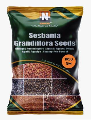 Numinous Sesbania Grandiflora, Hummingbird, Hadga, Agust, Agase, Avisa ...