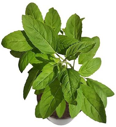 MAA Holy Basil, Tulsi, Tulasi Seed Price in India - Buy MAA Holy Basil ...