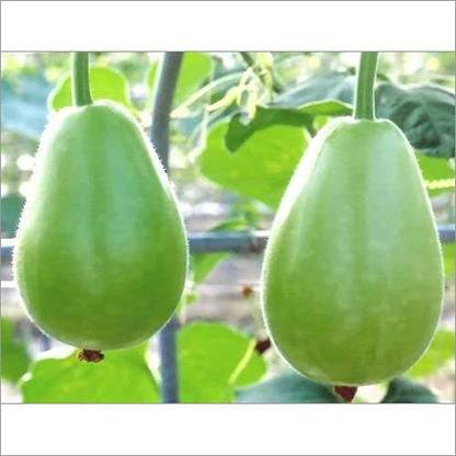 KANAYA Bottle Gourd, Round Lauki/Dudhi, Lagenaria Siceraria, Vegetable ...