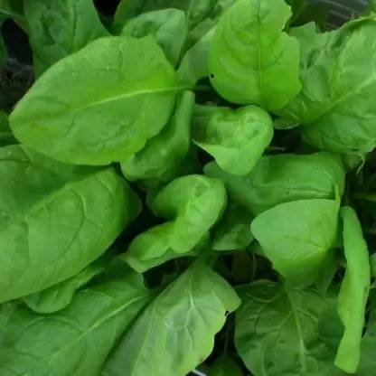 Aro Spinach, Palak Seed Price in India - Buy Aro Spinach, Palak Seed ...