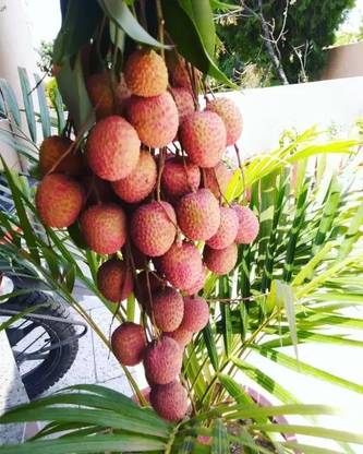 MAA Litchi, Lichi, Lychee Seed Price in India - Buy MAA Litchi, Lichi ...