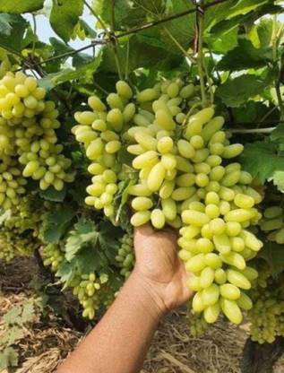 Oliver grape seeds Seed Price in India - Buy Oliver grape seeds Seed ...