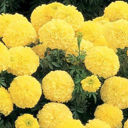 KANAYA African Marigold/ Gainda Flower Seed Price in India - Buy KANAYA ...