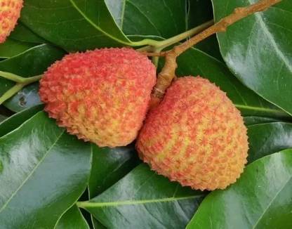 MAA Litchi, Lichi, Lychee Seed Price in India - Buy MAA Litchi, Lichi ...