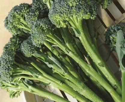 CYBEXIS Seeds of Broccoli (Tenderstem) Inspiration F1-250 Seeds Seed ...
