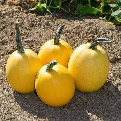 PEARL Autumn-Frost-Winter-Squash Seed Price in India - Buy PEARL Autumn ...
