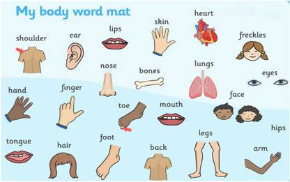 Human Body Part Name Chart Poster with Gloss Lamination Paper Print ...