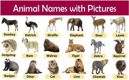 Animals Name Chart Poster with Gloss Lamination Paper Print - Children ...