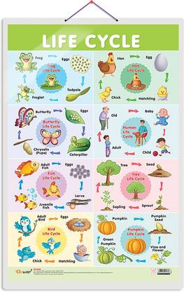 Life Cycle Early Learning Educational Chart for Kids | 20"X30" inch ...
