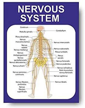 Nervous System - Kids learning Charts / Posters for Kids Learning ...
