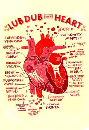 Poster Lub Dub Goes The Heart sl-9932 (Wall Poster, 13x19 Inch, Matte ...