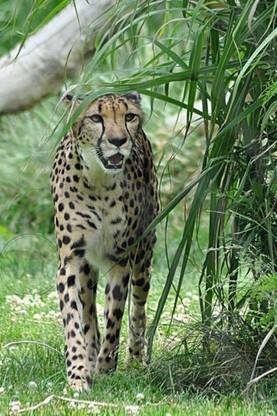 Wildlife Cheetah Poster | Jungle Cheetah Posters for Room | Unframed ...