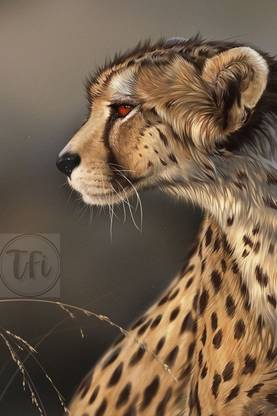 Cheetah Poster | Cheetah Posters for Room | Unframed | With Self ...