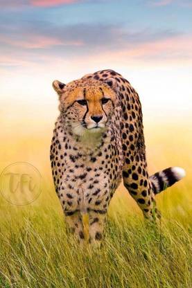 Cheetah Poster | Cheetah Posters for Room | Unframed | With Self Adhesive Tape Paper Print ...