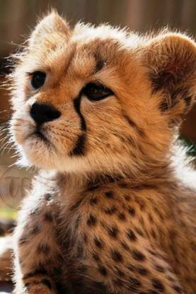 Cheetah Poster | Cheetah Posters for Room | Unframed | With Self ...