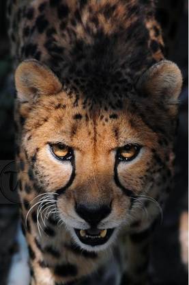 Wildlife Cheetah Poster | Jungle Cheetah Posters for Room | Unframed ...