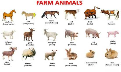 Animals Name Chart Poster with Gloss Lamination Paper Print - Children ...