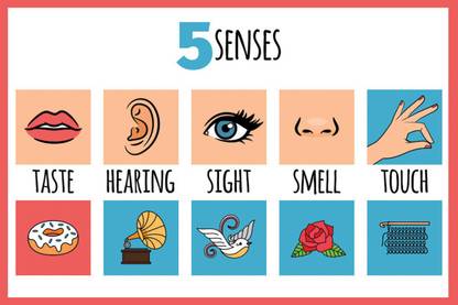 Kids Educational Sticker Poster On "5 Senses"|Early Learning Sticker ...