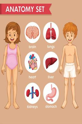 Early Learning Sticker Poster On "Anatomy Set"|Body Parts Sticker ...