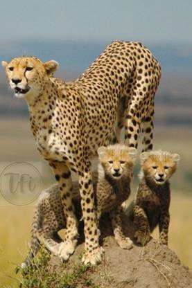 Cheetah Poster | Cheetah Posters for Room | Unframed | With Self ...