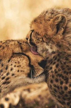 Wildlife Cheetah Poster | Jungle Cheetah Posters for Room | Unframed ...