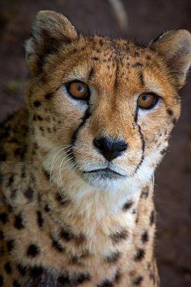 Wildlife Cheetah Poster | Jungle Cheetah Posters for Room | Unframed ...