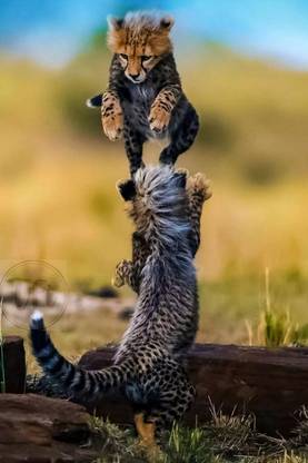 Cheetah Poster | Cheetah Posters for Room | Unframed | With Self ...