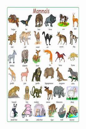 Animals Name Chart Poster with Gloss Lamination Paper Print - Children ...