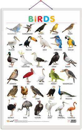 Birds Early Learning Educational Chart for Kids | 20"X30" inch |Non ...
