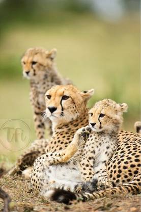 Cheetah Poster | Cheetah Posters for Room | Unframed | With Self ...