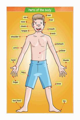 Human Body Part Name Chart Poster with Gloss Lamination Paper Print ...